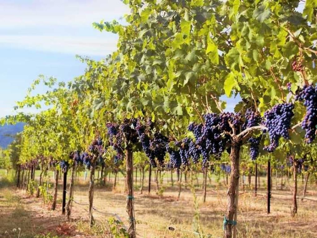 VitaRes – Resveratrol Liquid Blend Pure Super Bioavailable Food Grade ...